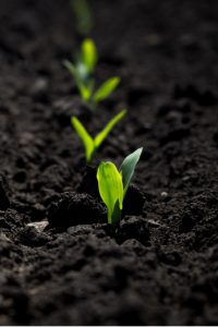 How To Grow Popcorn In A Garden - See How Easy It Can Be!