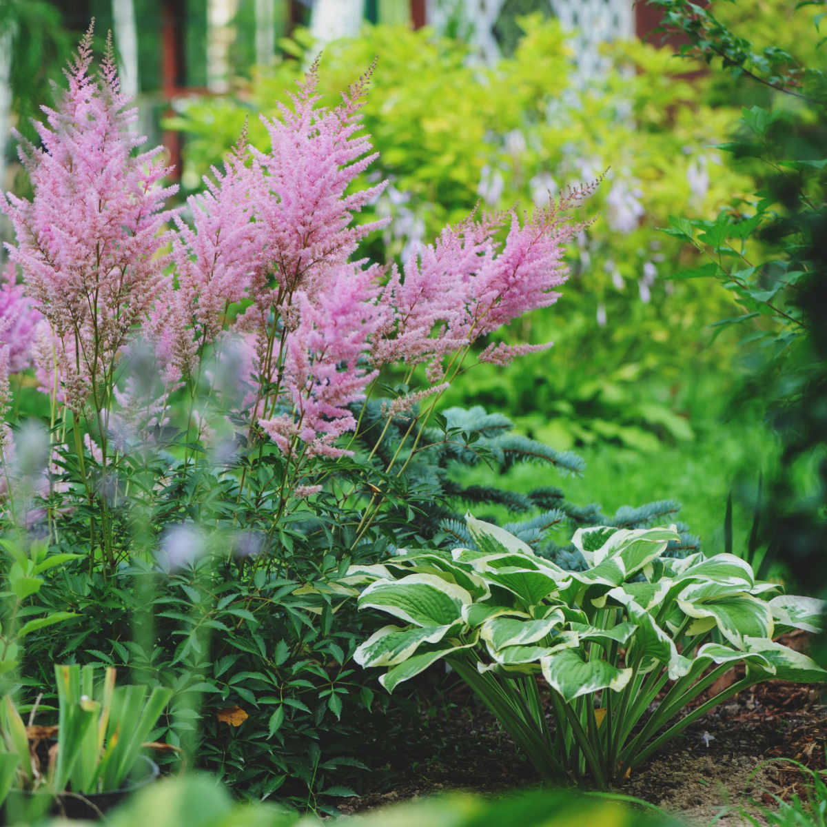 Flowering Perennials That Love The Shade