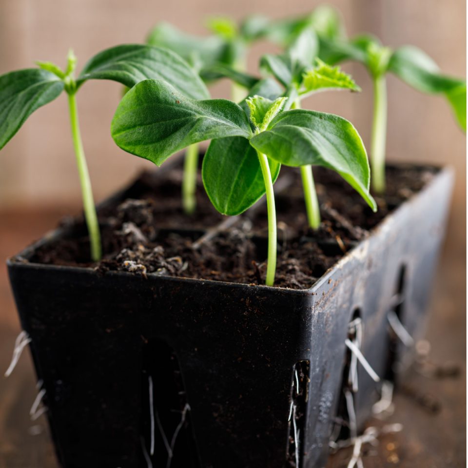 How To Fertilize Seedlings & Transplants - Get Plants Growing Fast