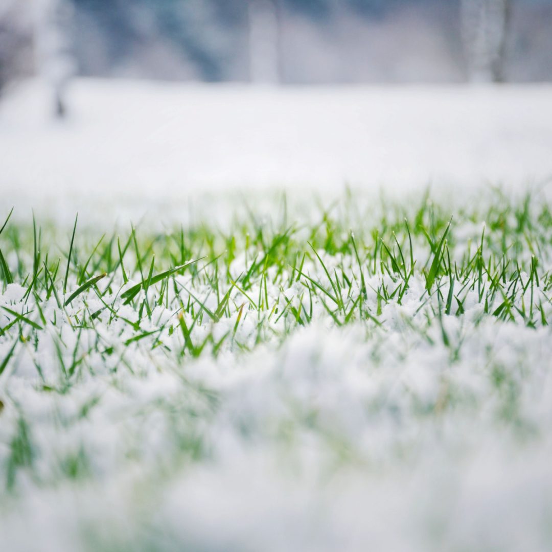 How To Plant Grass Seed In Late Winter - A Simple Way To Sow!