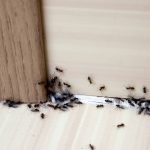 How To Keep Ants Out Of Your House - 6 Safe Ways To Stop Ants!