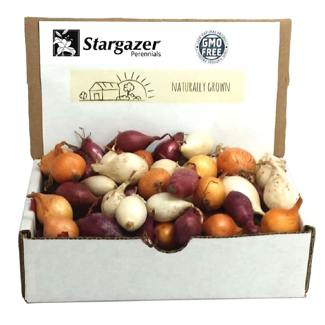 The Best Way To Plant Onions - Are Onion Sets or Seeds Better?