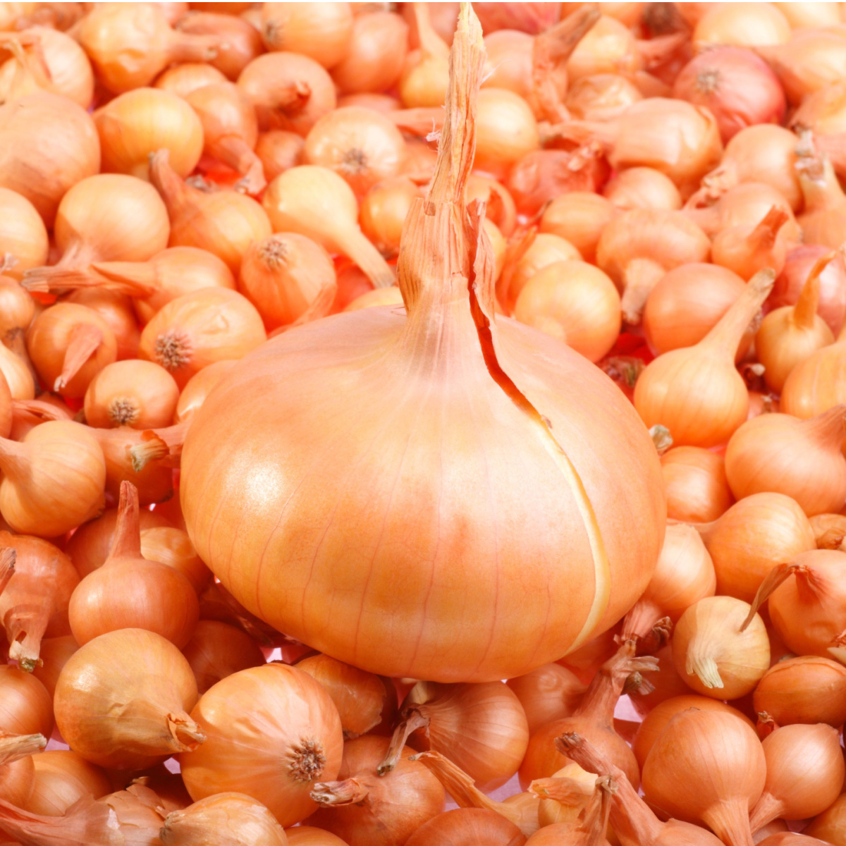 The Best Way To Plant Onions - Are Onion Sets or Seeds Better?