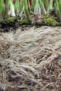 How To Fertilize Hostas In Spring - Keep Your Hostas Beautiful!