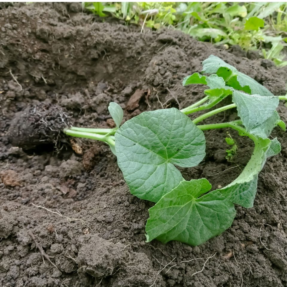 How To Plant Cucumbers From Seed - The Best Way To Grow!