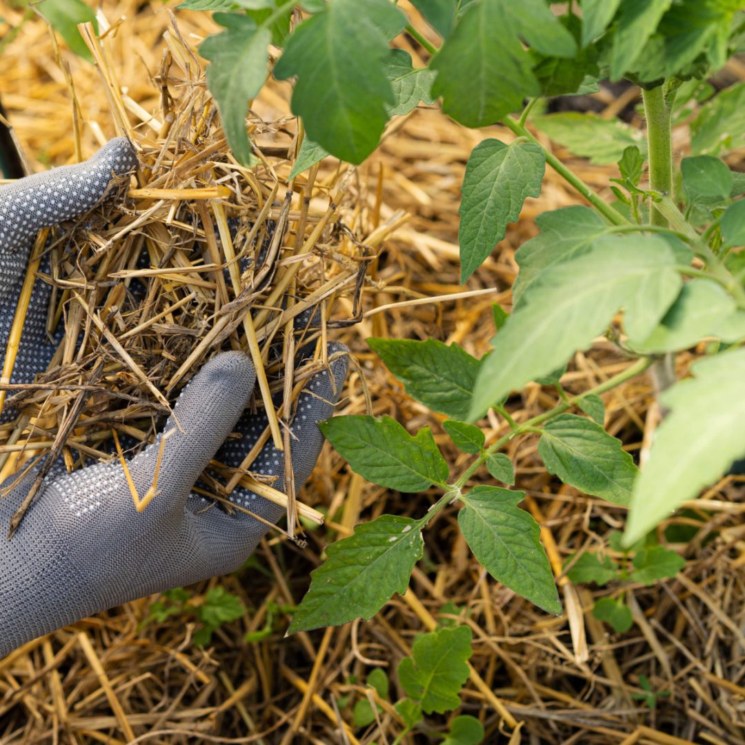 Why You Need To Prune Tomato Plants - And How To Do It!