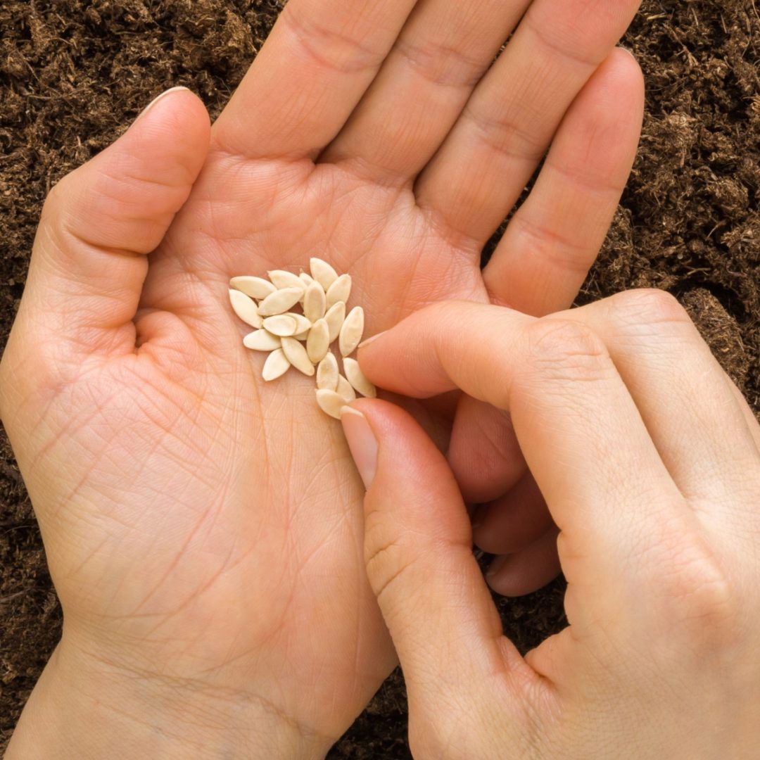 How To Plant Cucumbers From Seed - The Best Way To Grow!