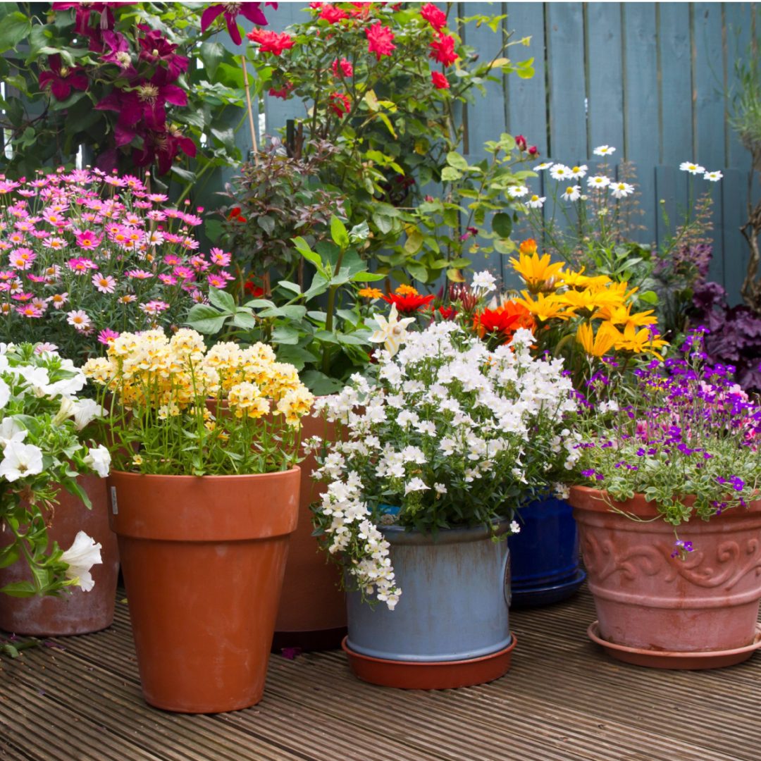 The Perfect Potting Soil Recipe - Made With 5 Simple Ingredients!