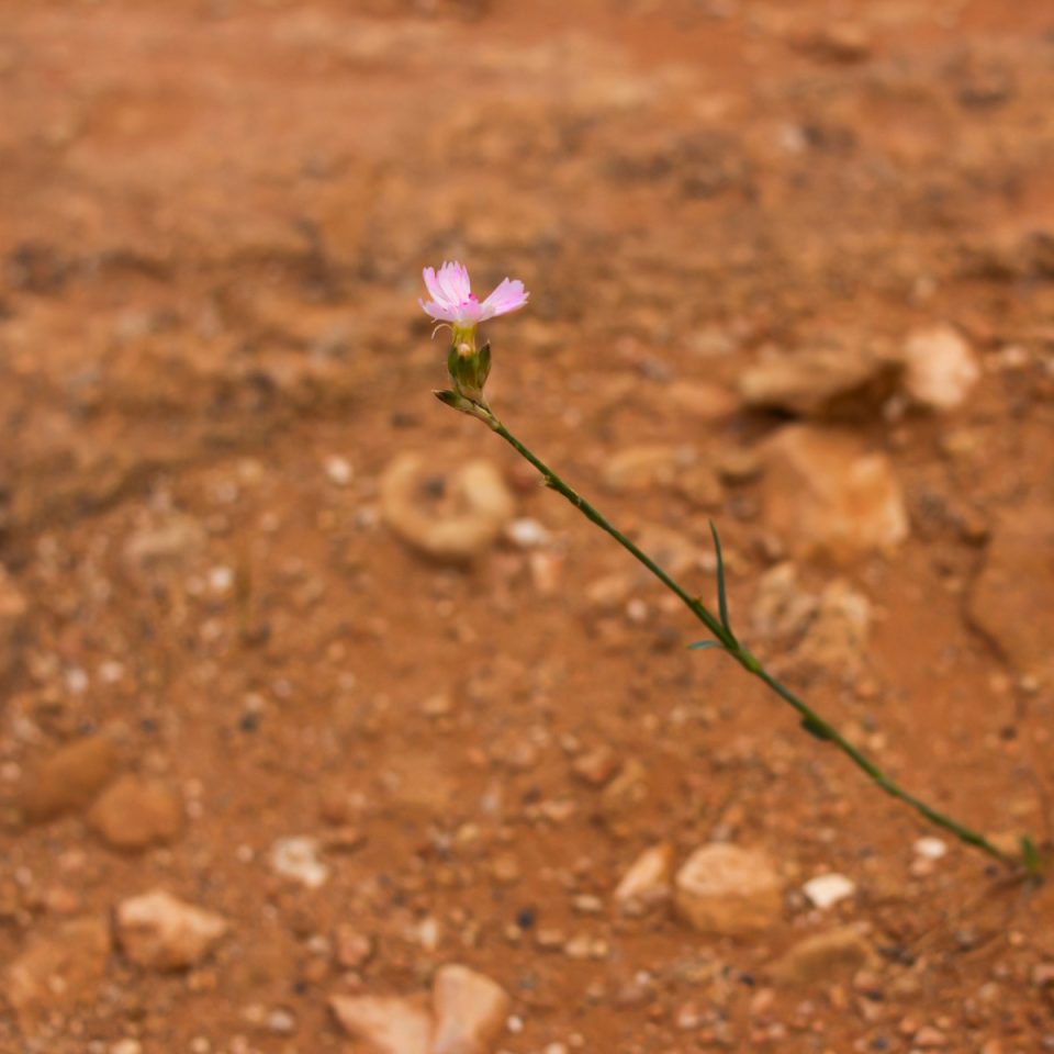 How To Plant A Wildflower Patch In The Spring - With Ease!