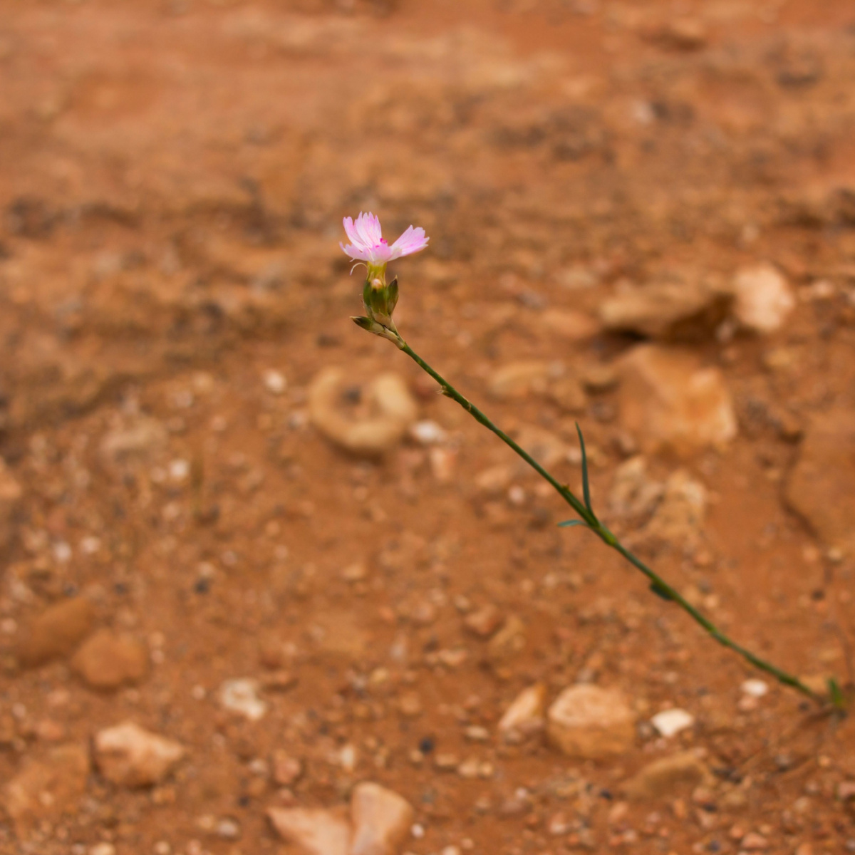 How To Plant A Wildflower Patch In The Spring - With Ease!
