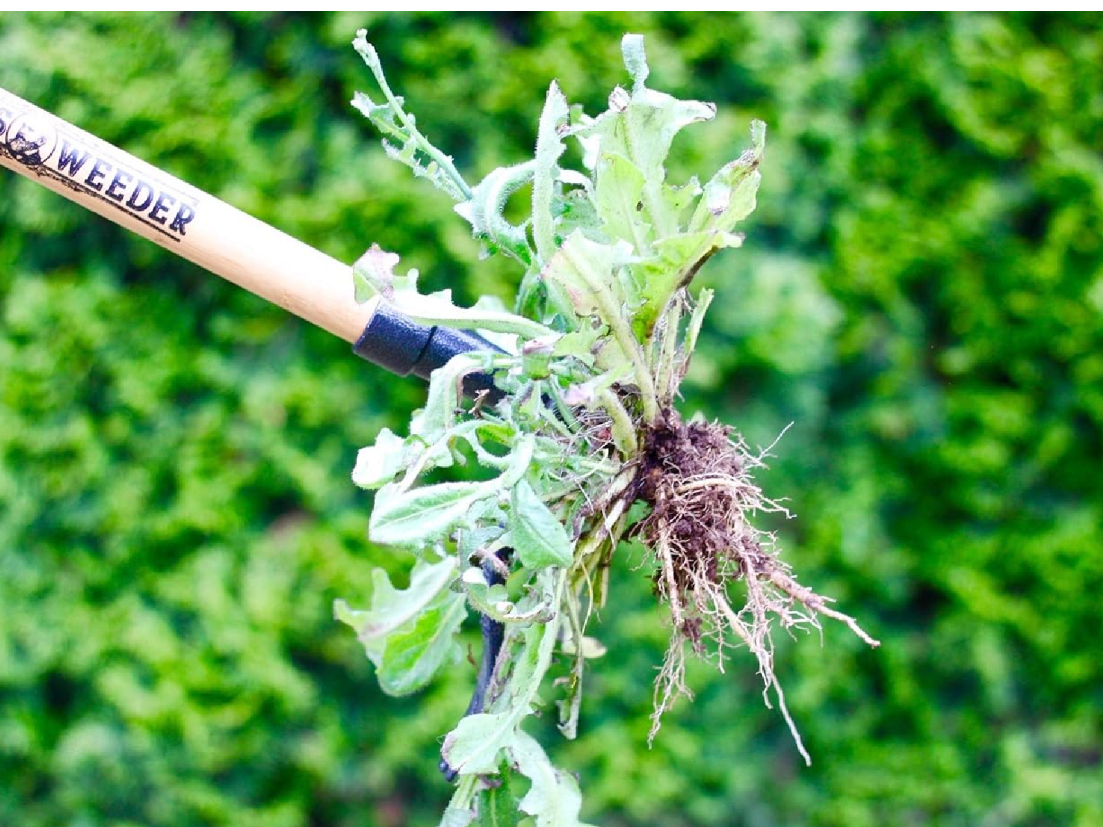 2 Simple Secrets To Eliminate Weeds In Flowerbeds - For Good!