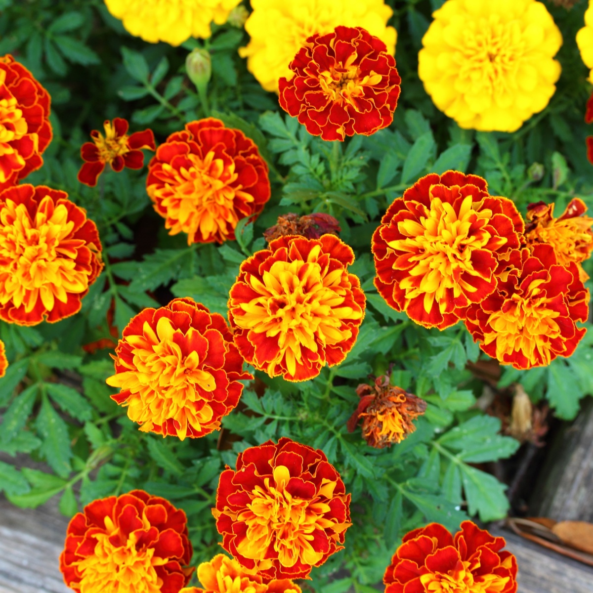 Why You Should Plant French Marigolds In Your Vegetable Garden