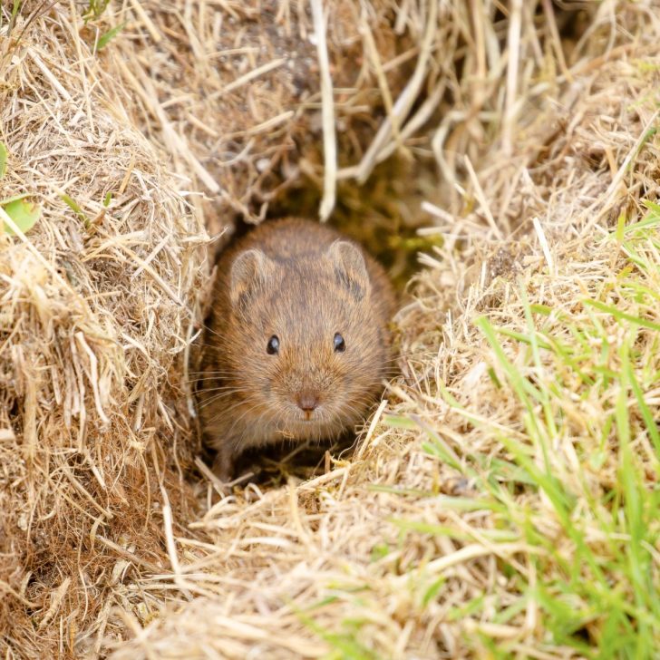 How To Stop Voles - The Secret To Keeping Voles Out!