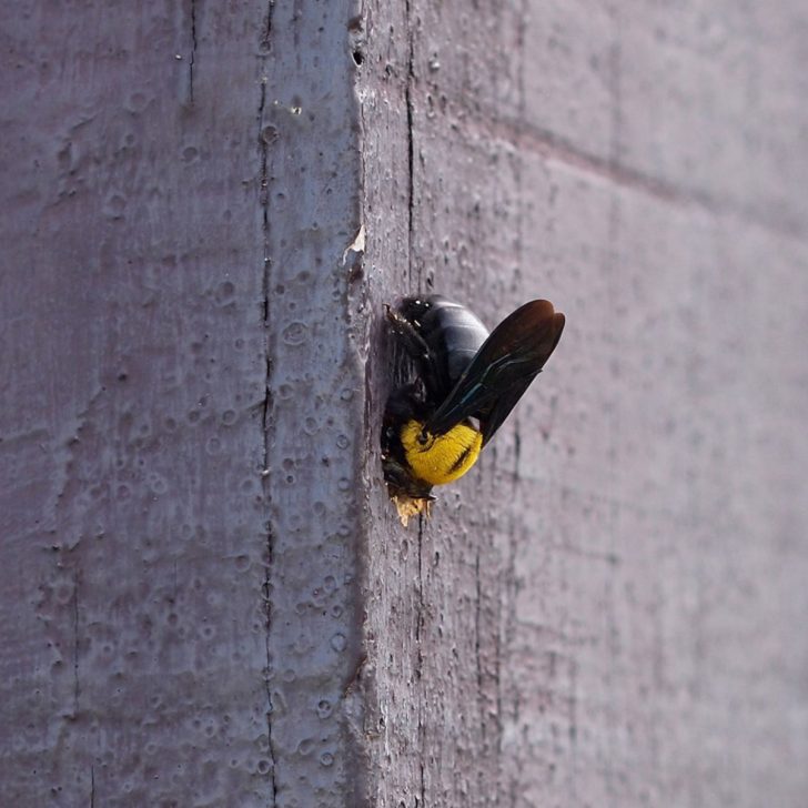 3 Secrets To Stop Carpenter Bees - How To Protect Your Home!