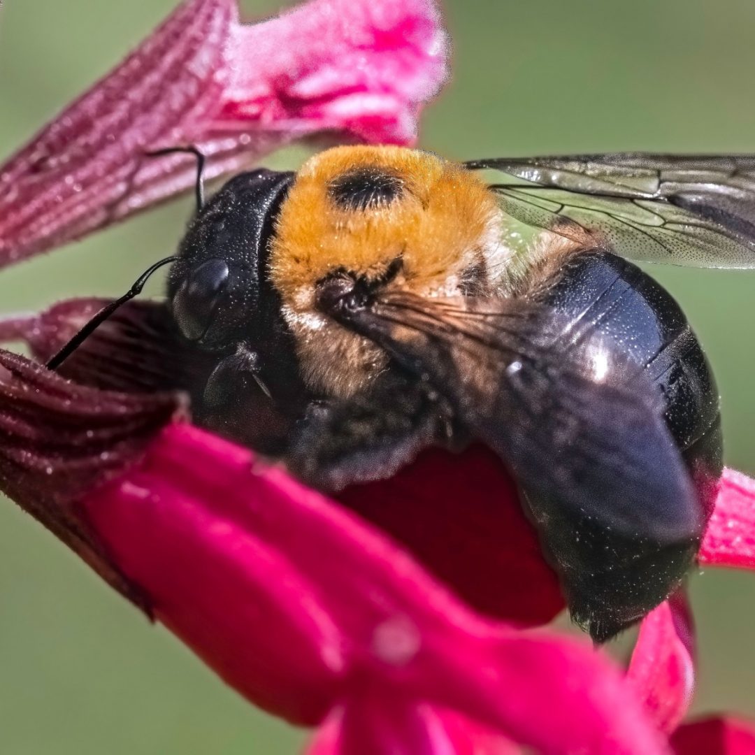 3 Secrets To Stop Carpenter Bees - How To Protect Your Home!