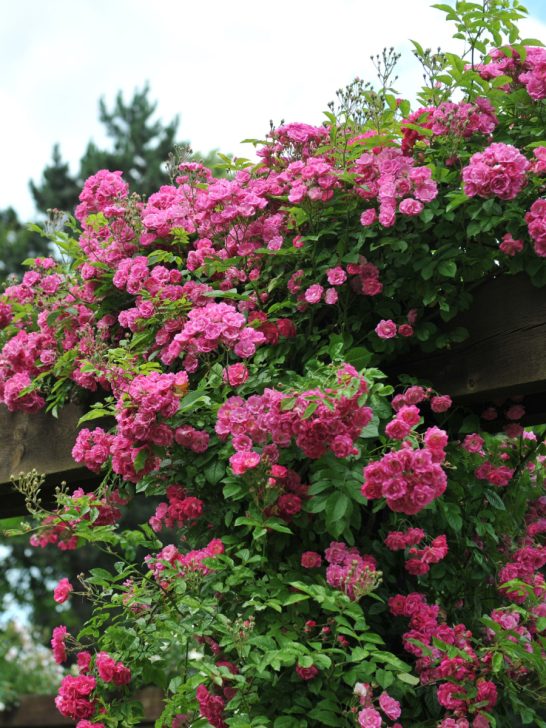 Flowers and Annuals Archives - This Is My Garden