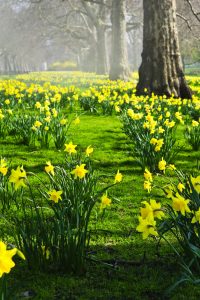 How To Care For Daffodils After They Bloom - When To Cut Back!