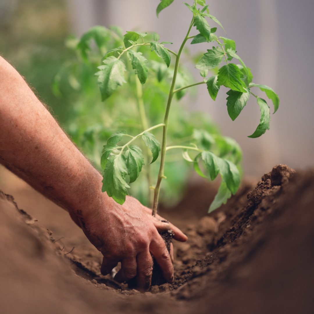 How Deep To Plant Tomato Plants - The Best Way To Plant!