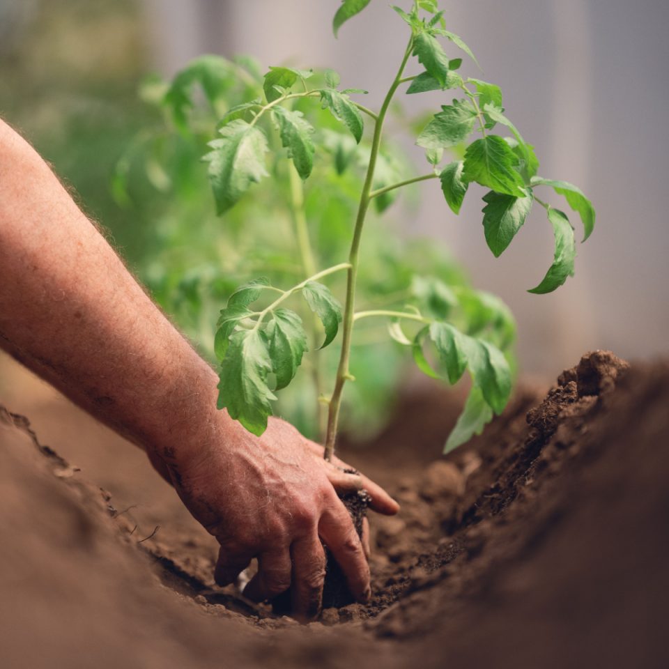 How Deep To Plant Tomato Plants - The Best Way To Plant!