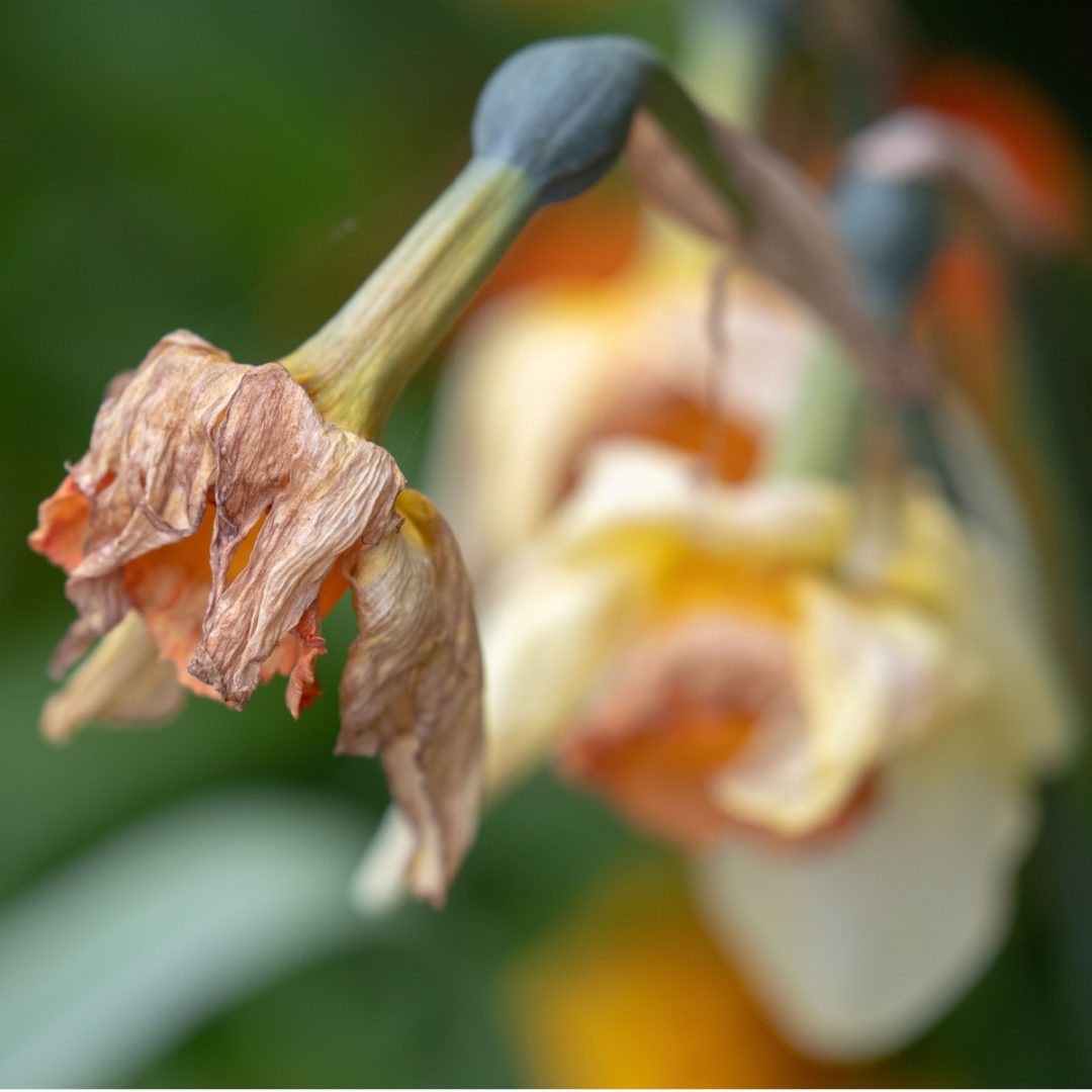 How To Care For Daffodils After They Bloom - When To Cut Back!