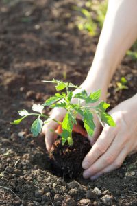 How Deep To Plant Tomato Plants - The Best Way To Plant!