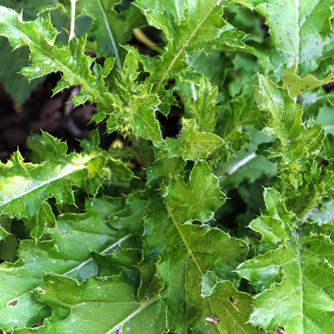 How To Get Rid Of Canadian Thistle - Forever!