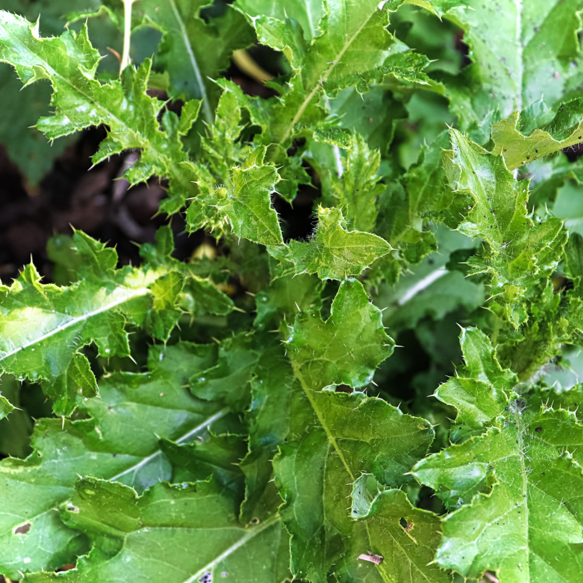 How To Get Rid Of Canadian Thistle Forever