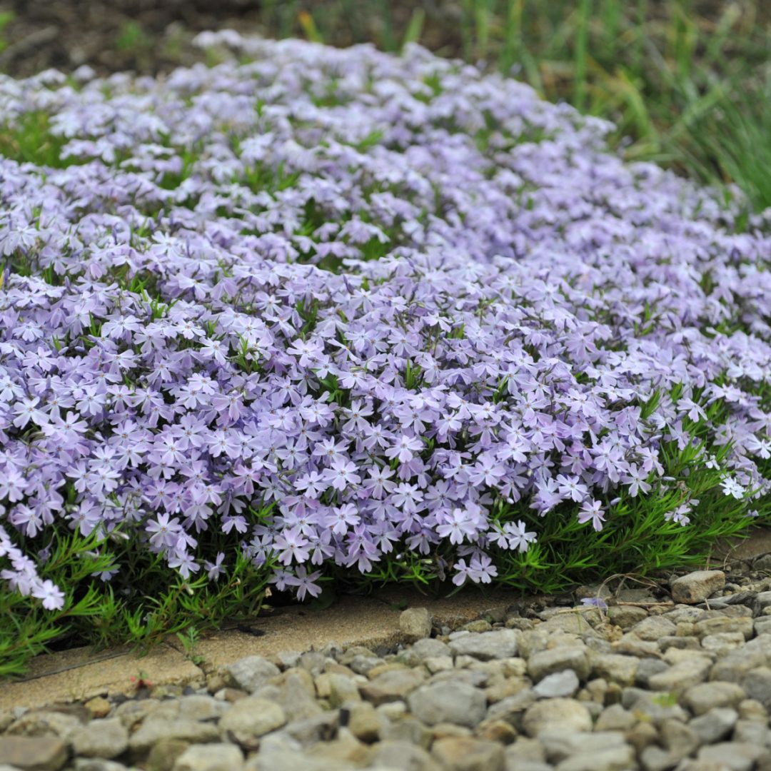 What To Do With Creeping Phlox After It Blooms In The Spring