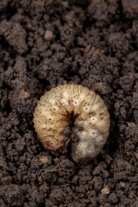 The Secret To Stopping Ground Moles - How To Get Rid Of Moles!