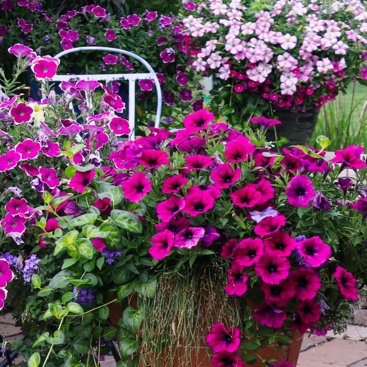 How To Fertilize Petunias - 2 Secrets To Keep Petunias Blooming!