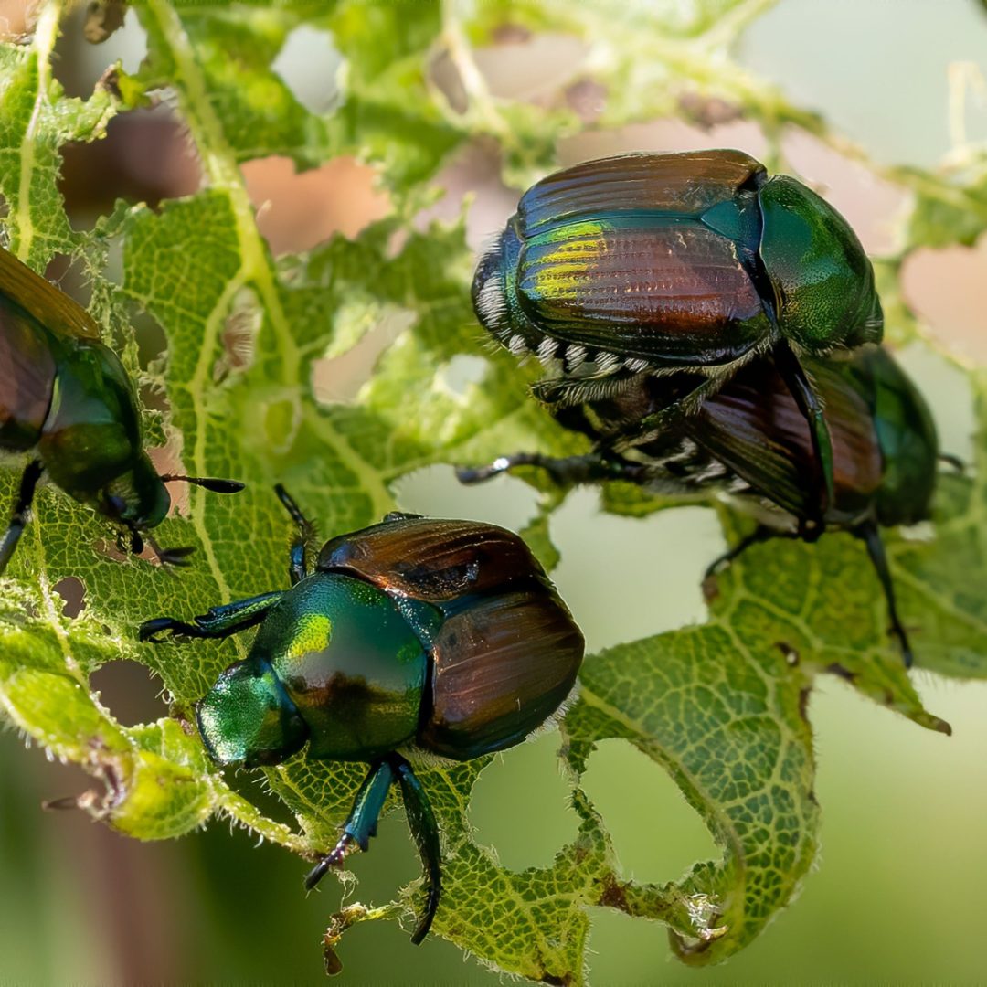 How To Stop Japanese Beetles - 3 Secrets To Get Rid Of Beetles!