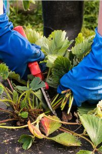 What To Do With Strawberry Plants In The Summer After A Harvest