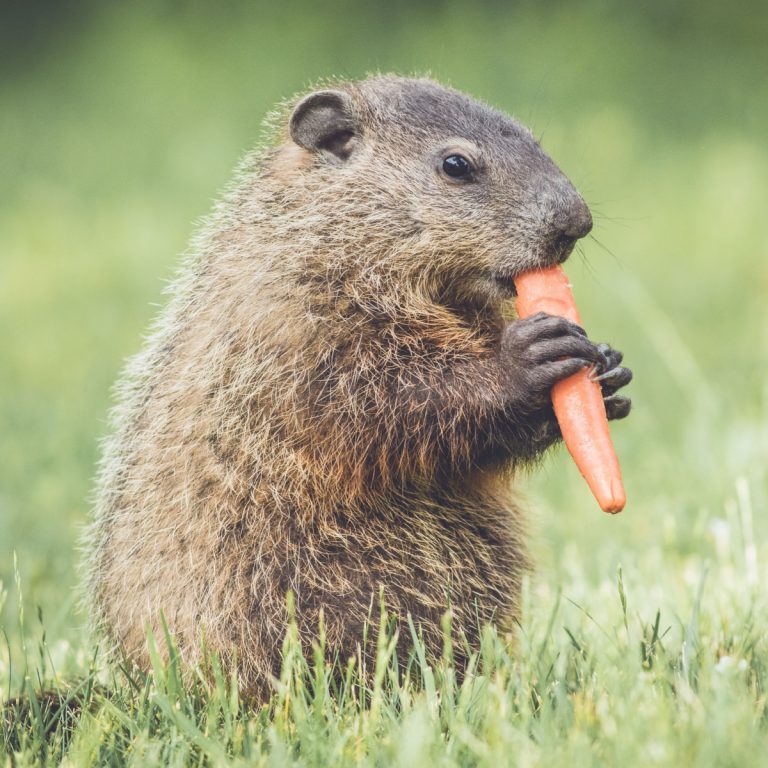 How To Keep Groundhogs Out Of The Garden - 4 Simple Solutions!