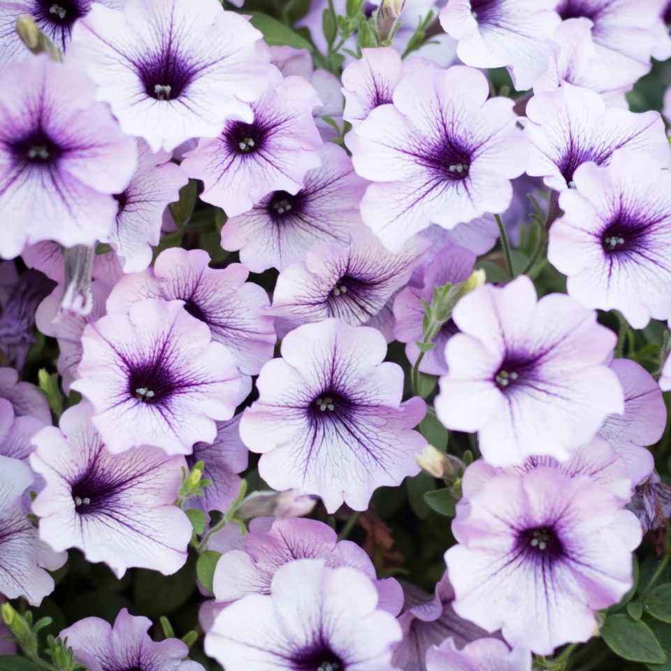 Fertilizing Wave Petunias - How To Keep Petunias Blooming Big!
