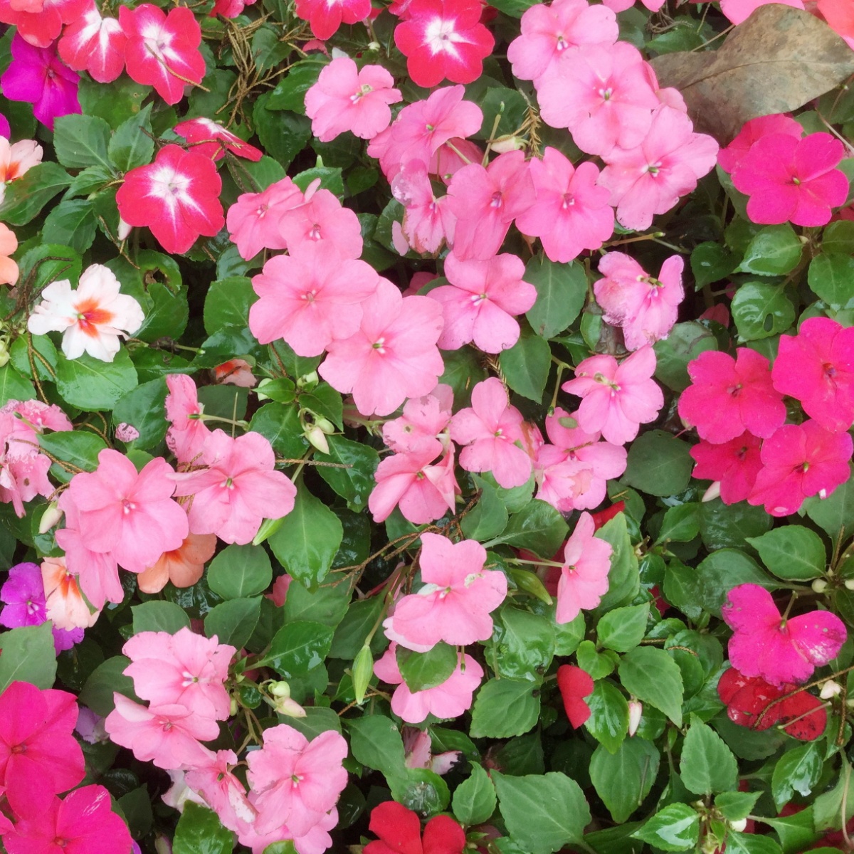 How To Fertilize Impatiens - Get Your Impatiens To Bloom Big!