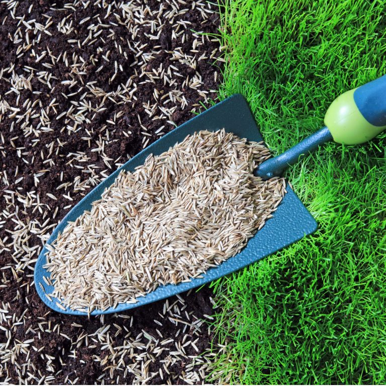 How To Plant Grass Seed - 2 Big Secrets To Get Grass To Grow!
