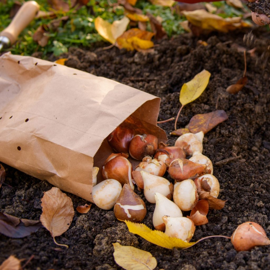 How To Plant Fall Onions - The Secret To Bigger & Better Onions!