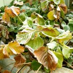 What To Do With Strawberry Plants In The Fall - Before Winter!