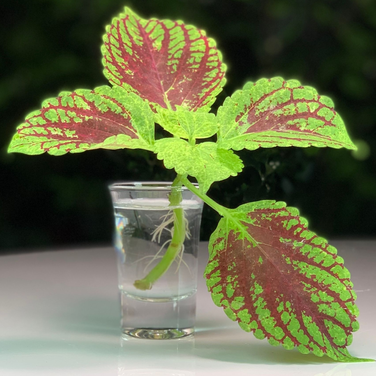 How To Keep Coleus Plants Alive Over Winter As A Houseplant