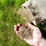 How To Plant Grass Seed In The Fall For A Thick Lawn Next Spring