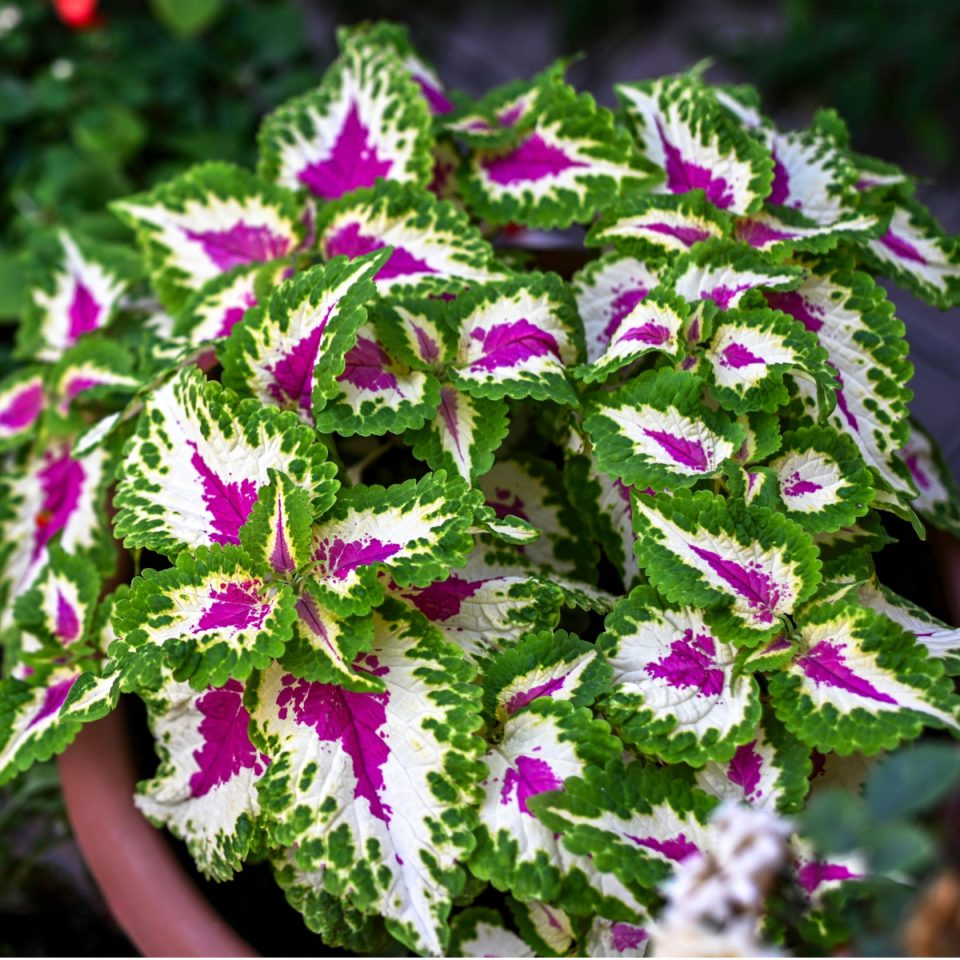 How To Keep Coleus Plants Alive Over Winter As A Houseplant