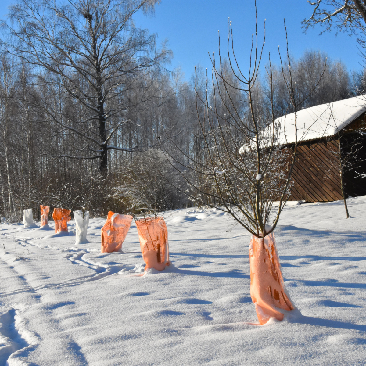 How To Keep Plants Safe From Deer In The Fall & Winter