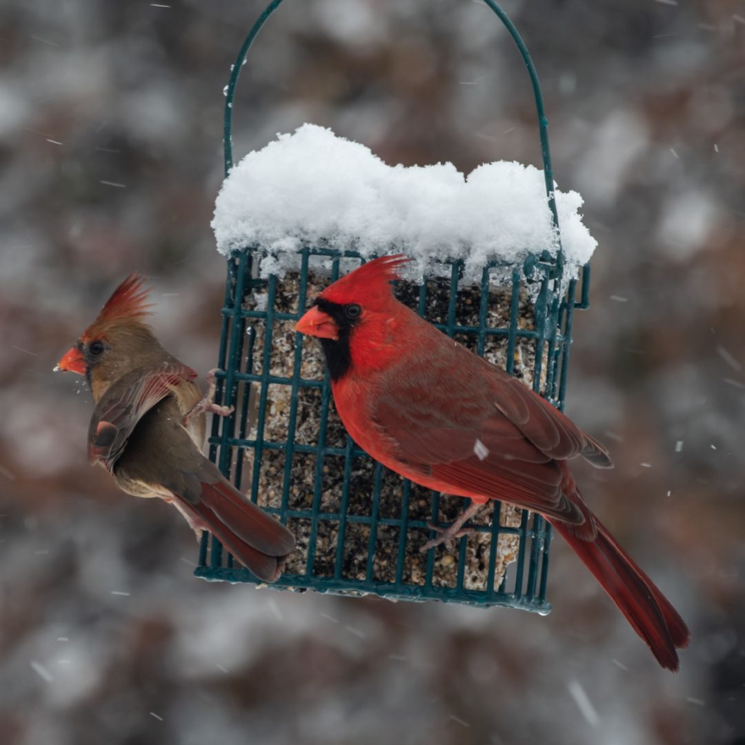 5 Great Seeds And Feeds To Attract Cardinals In The Winter!