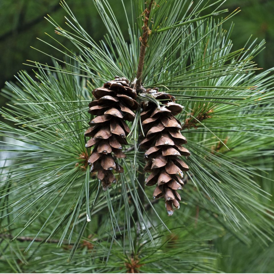 The 5 Best Pine Trees To Pick For A Christmas Tree