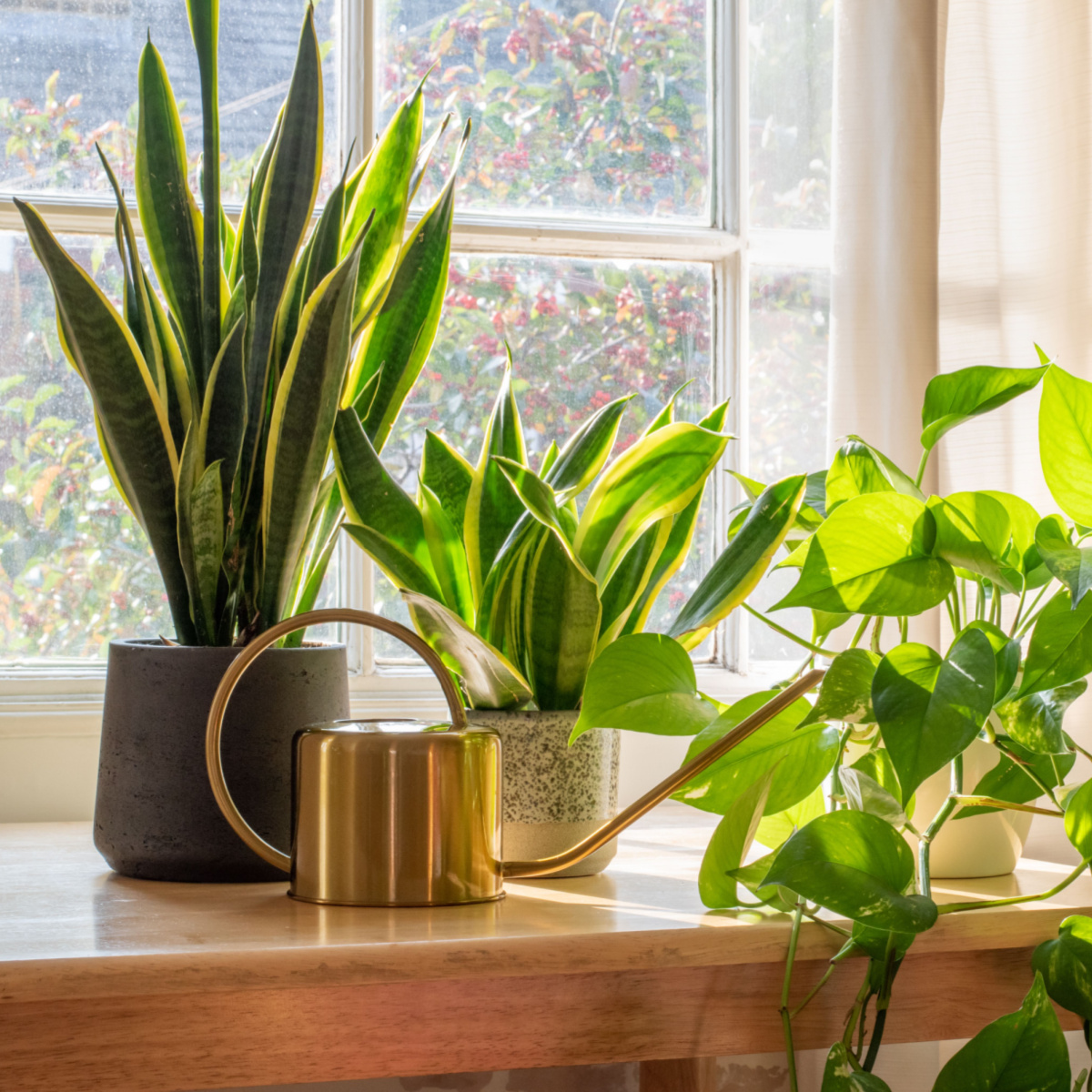The Easiest Houseplants To Grow - 8 Easy Plants To Keep Alive!