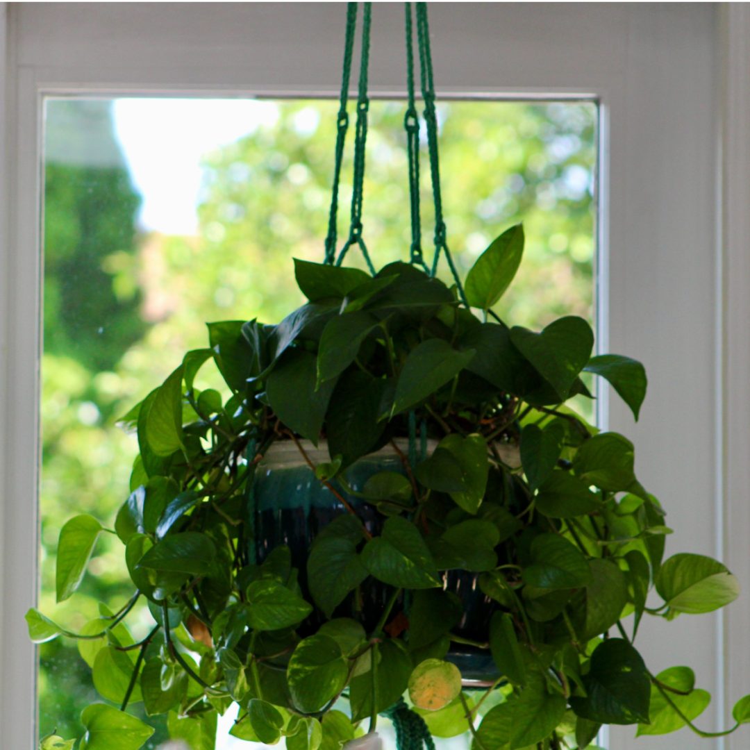 The Perfect Houseplant For Indoors Or Outdoors - A Pothos Plant!