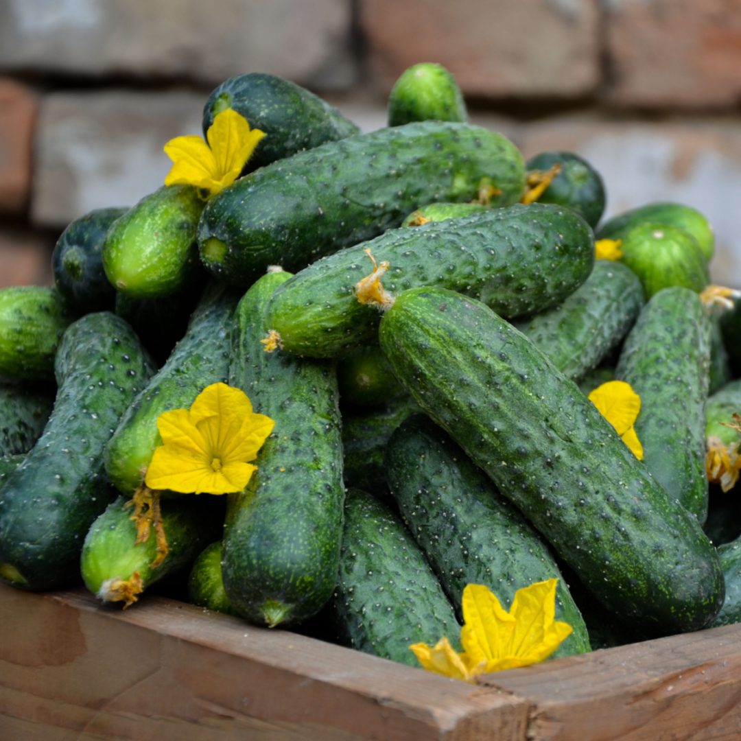 The Top 3 Cucumbers To Grow To Make Pickles!