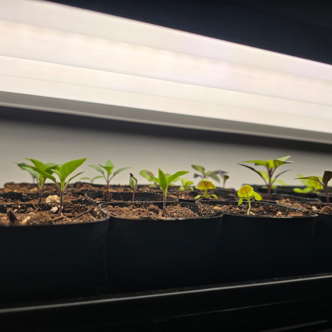 How To Give Indoor Seedlings The Right Light - With LED Lights!