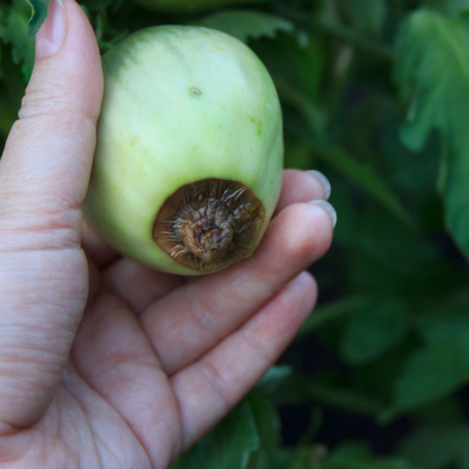 How To Keep Tomatoes From Getting Blossom End Rot - For Good