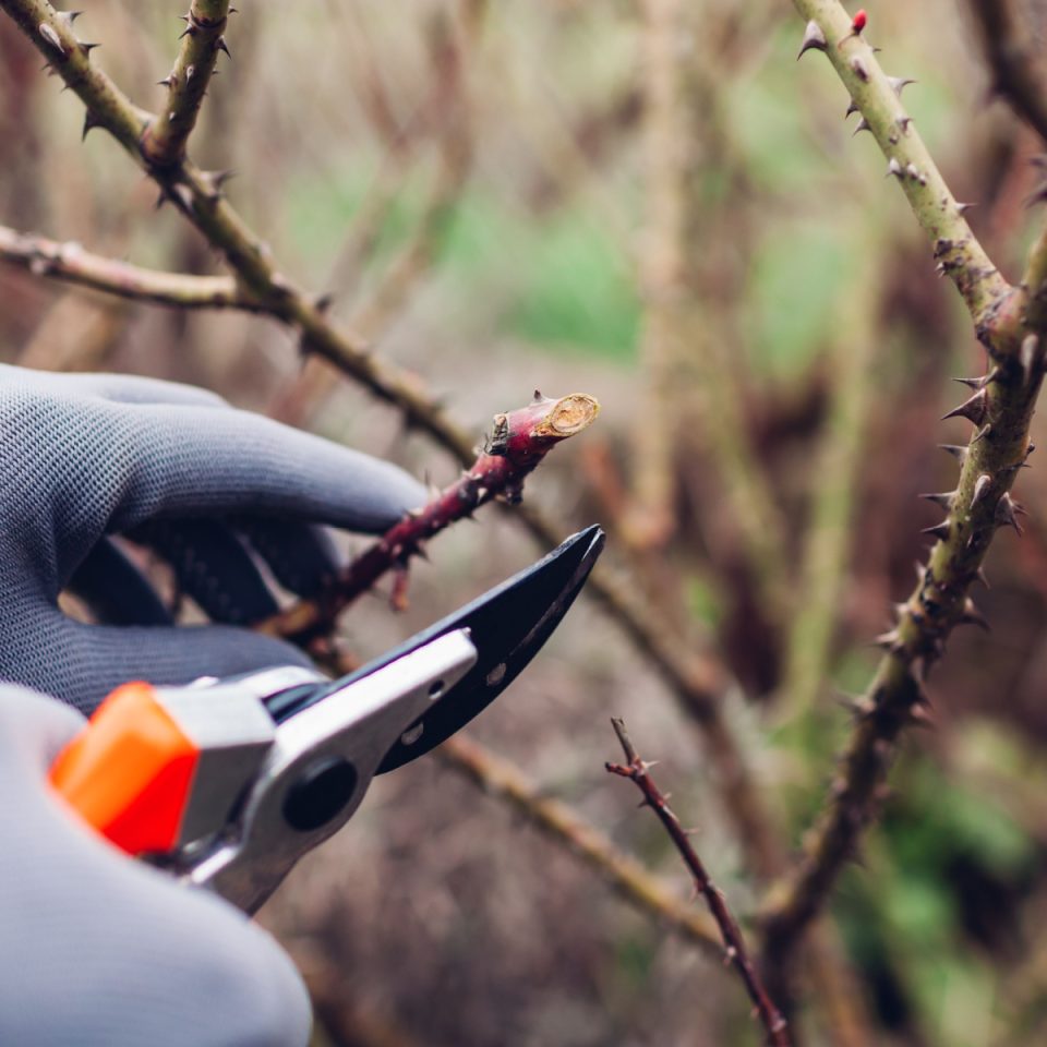 How To Prune Rose Bushes - And Why To Do It In Late Winter!